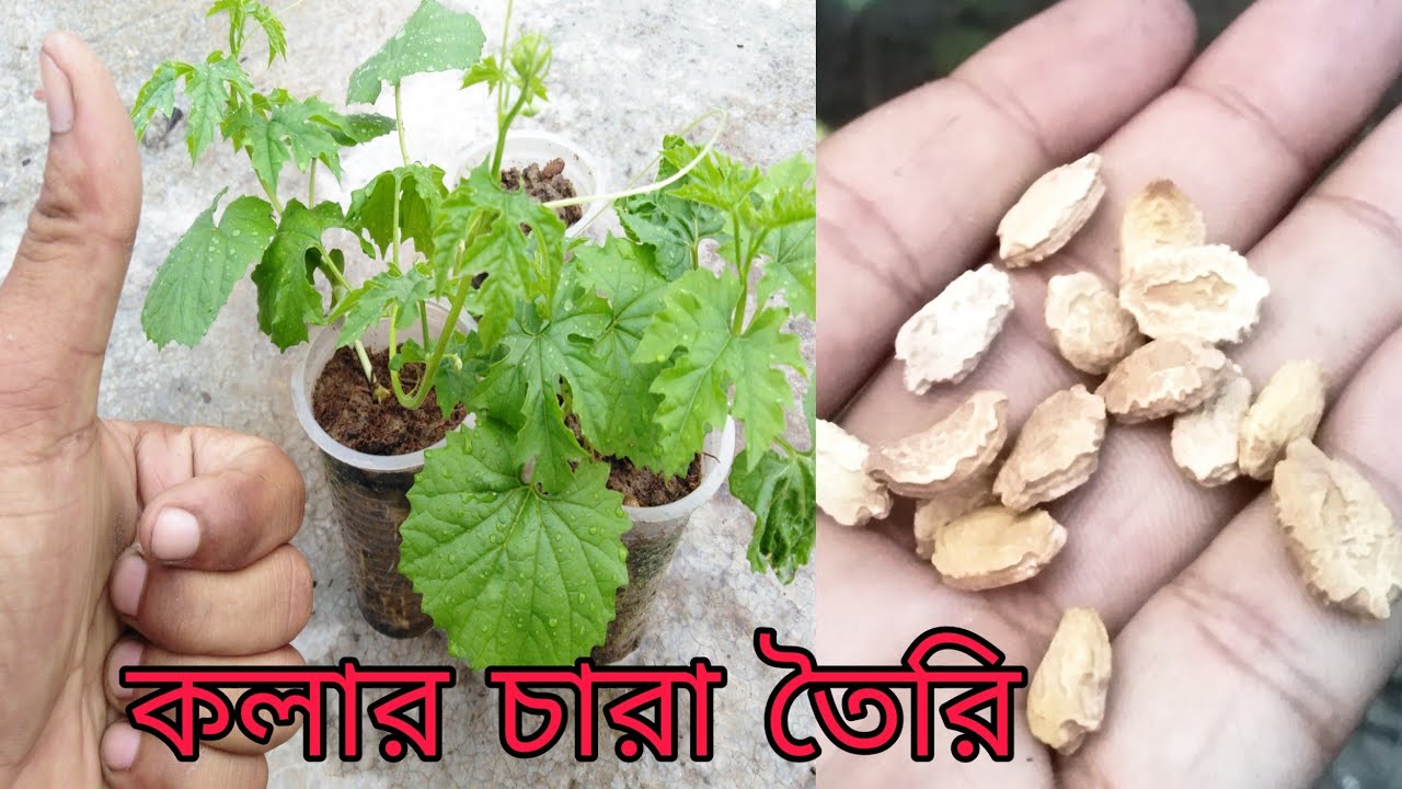 কলার চারা তৈরি নতুন পদ্ধতি 🌱how to grow karela seeds - YouTube