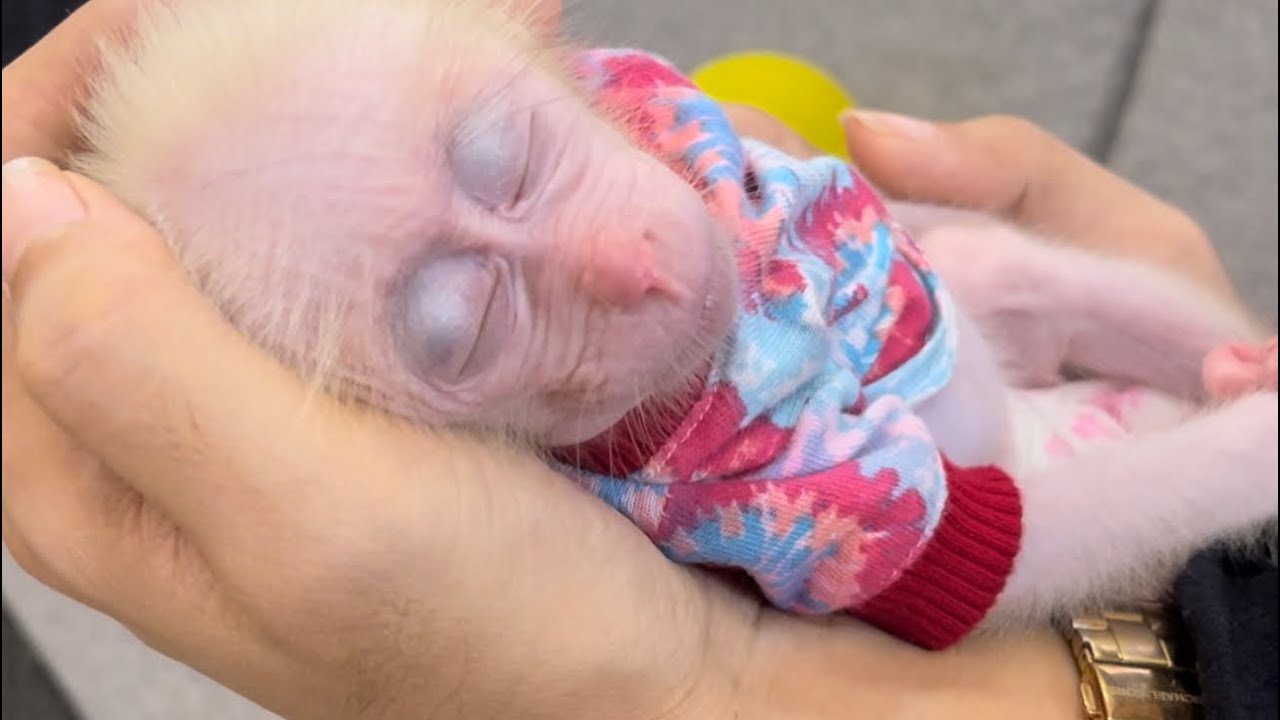 Icy monkey have a beautiful sleep in mom’s hands - YouTube