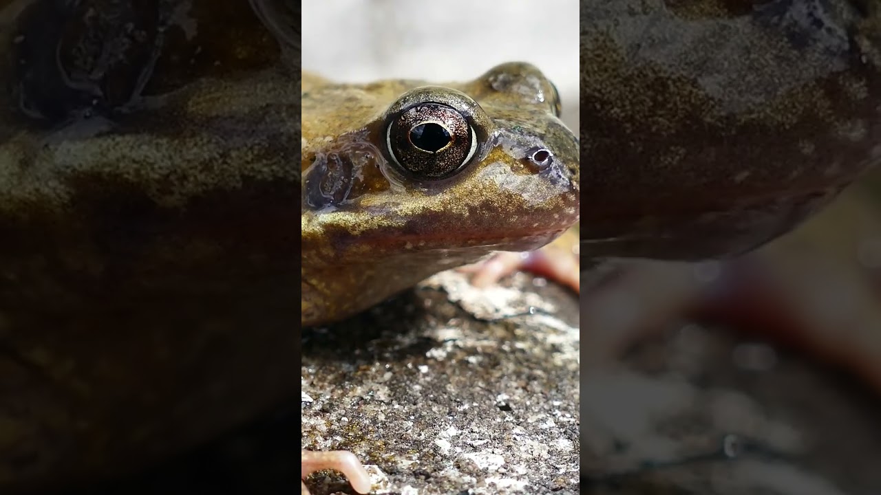 frog breathing - YouTube