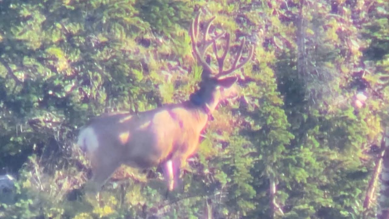 Another Collared Buck @MonsterMuleys - YouTube