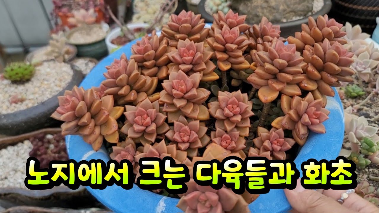 노지에서 야생으로 크는 다육들과 화초 다육이키우기 다육식물 다육이 Youtube