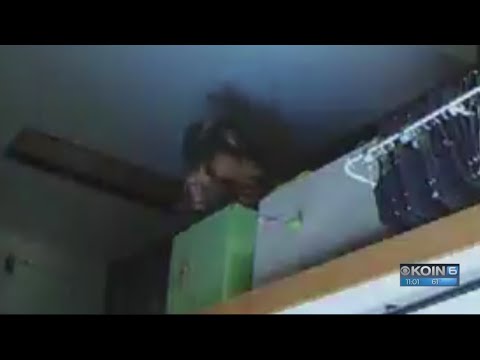 Shirtless man arrested after stealing kitten