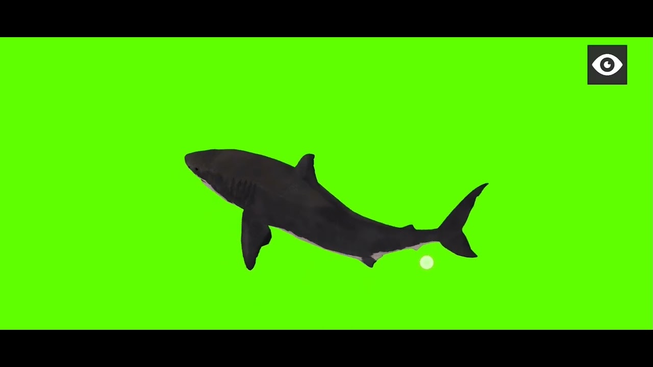 Shark 🦈 green screen copyright free - YouTube