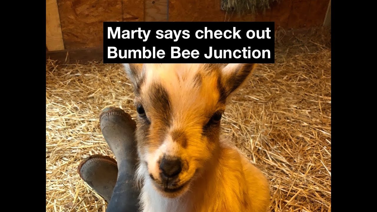 Marty the Goat and Lance Give a Shout Out to Bumble Bee Junction: # ...
