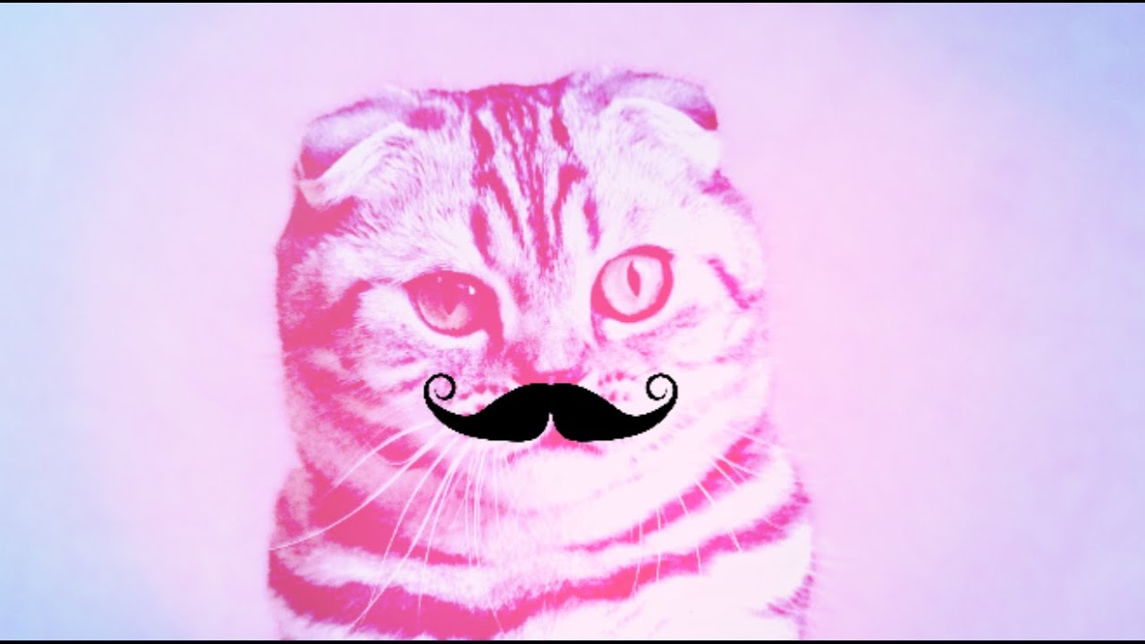 Harold, the cat. - YouTube