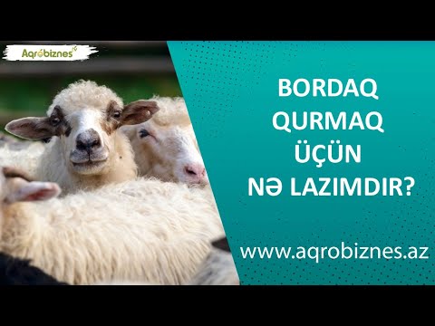 Bordax quranları maraqlandıran 4 vacib sual