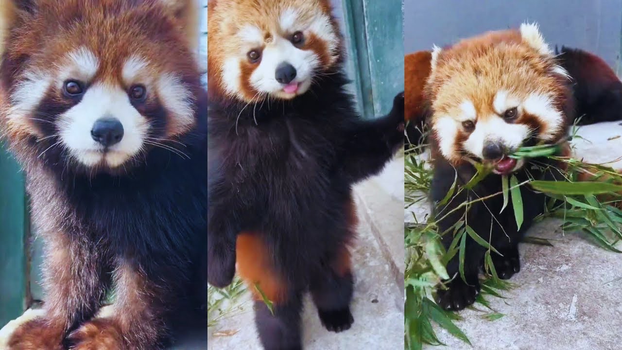 Red Panda Fun: Watch These Pandas Play - YouTube