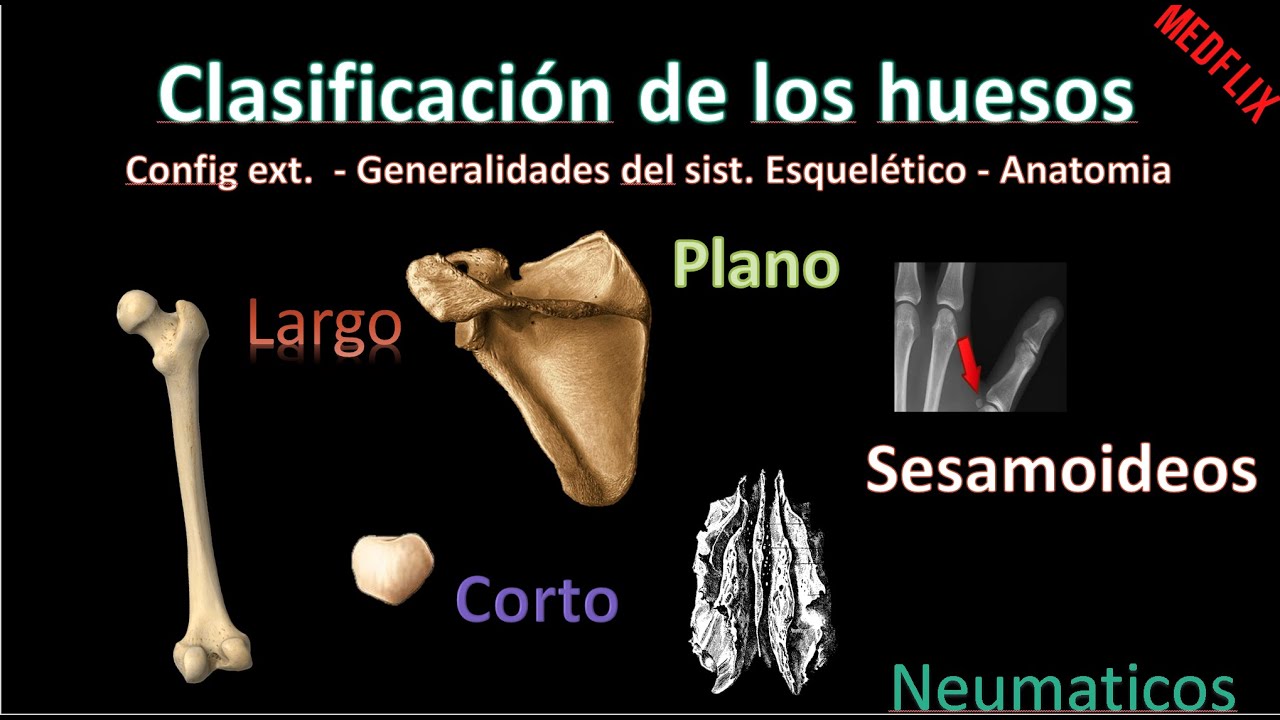 🦴 Clasificación de los Huesos - Configuración Ext. - Generalidades del ...