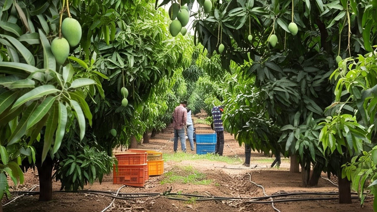 High-Density Mango Plantation | Boost Yield with Modern Farming, अधिक ...