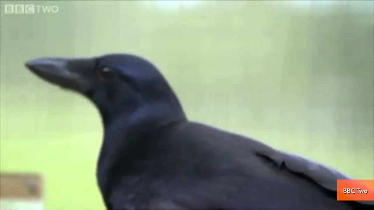 Genius Crow Solves Eight Complex Puzzles in Amazing Video - YouTube
