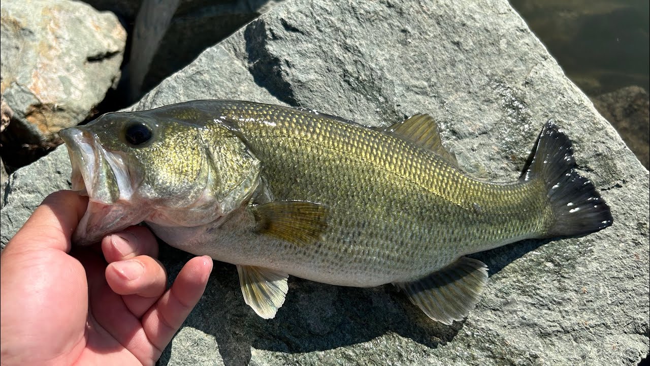 Fishing with Phong 7.8.24 - YouTube