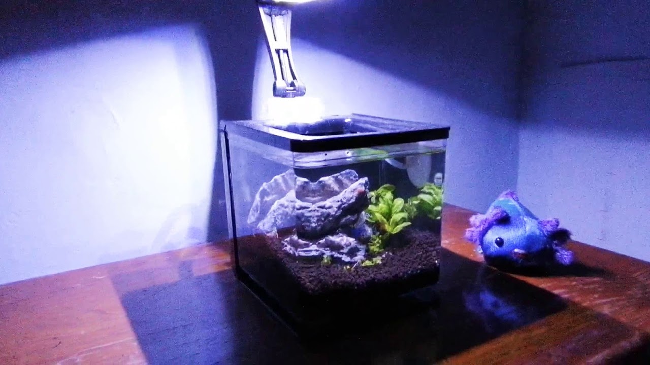 Mini nano aquarium - YouTube