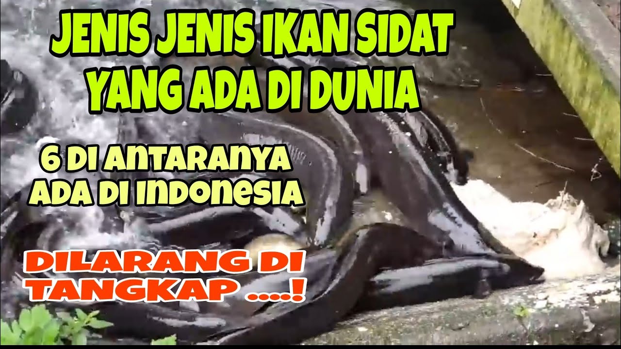 WAJIB TAHU JENIS-JENIS IKAN SIDAT,ADA YANG DI LARANG DI TANGKAP # ...