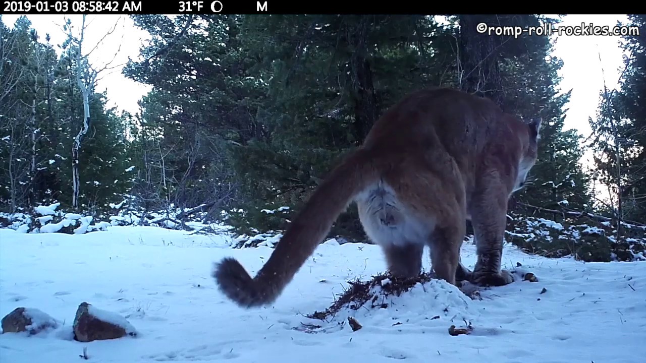 Mountain Lion Territorial Marking in Daylight (1/3/18) - YouTube