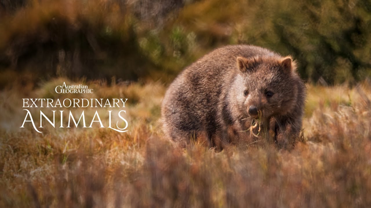 How do wombats dig their burrows? | Extraordinary Animals (NOW ...