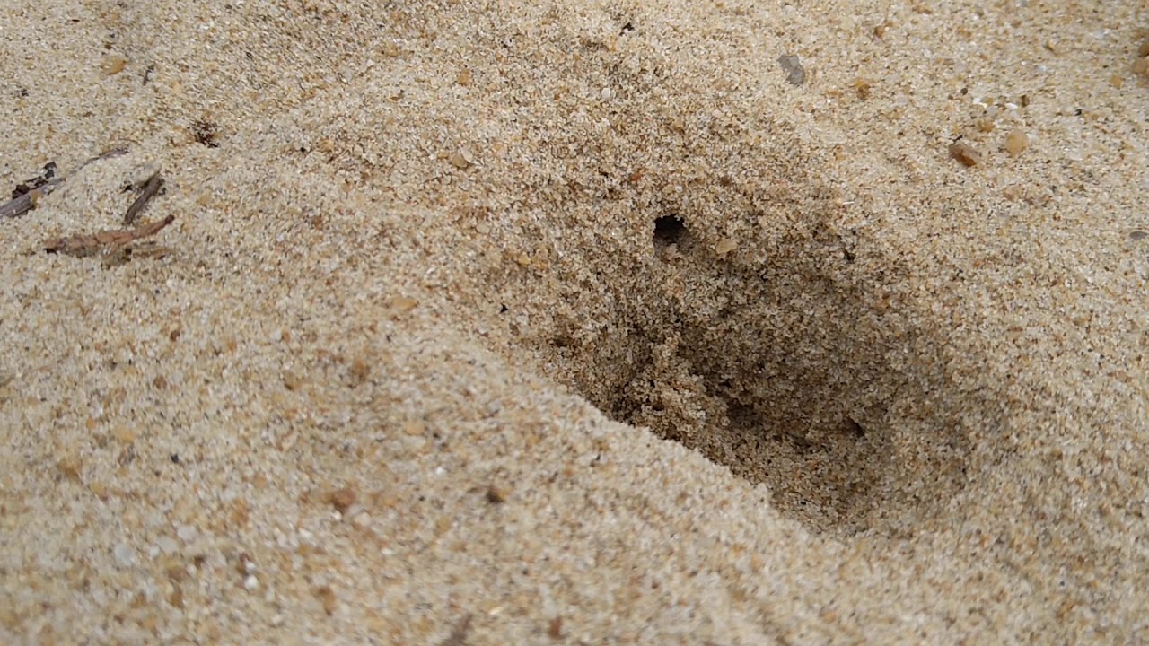 Bug digging in the sand - YouTube