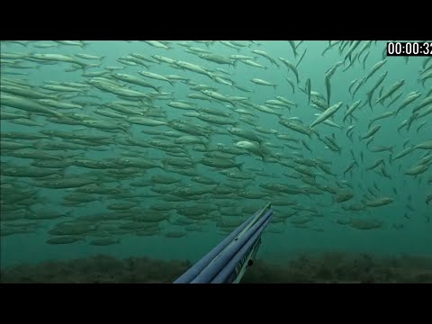 Zıpkınla balık avı balık çorbası ve balık sarma