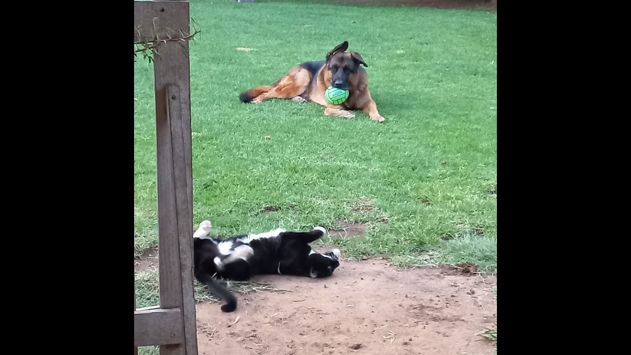 Lycan gets a new ball - YouTube