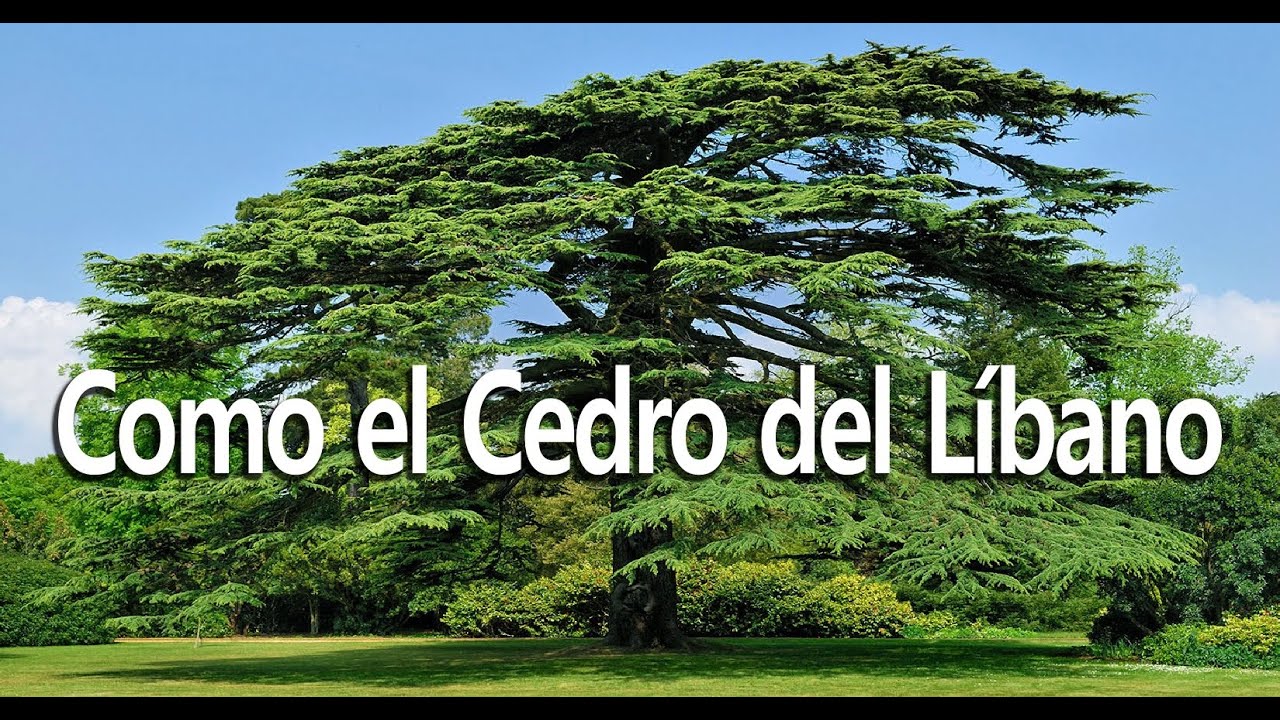 Crece como el cedro del Líbano. - YouTube
