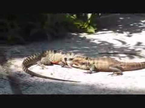 Water Dragon Lizards Mating - YouTube