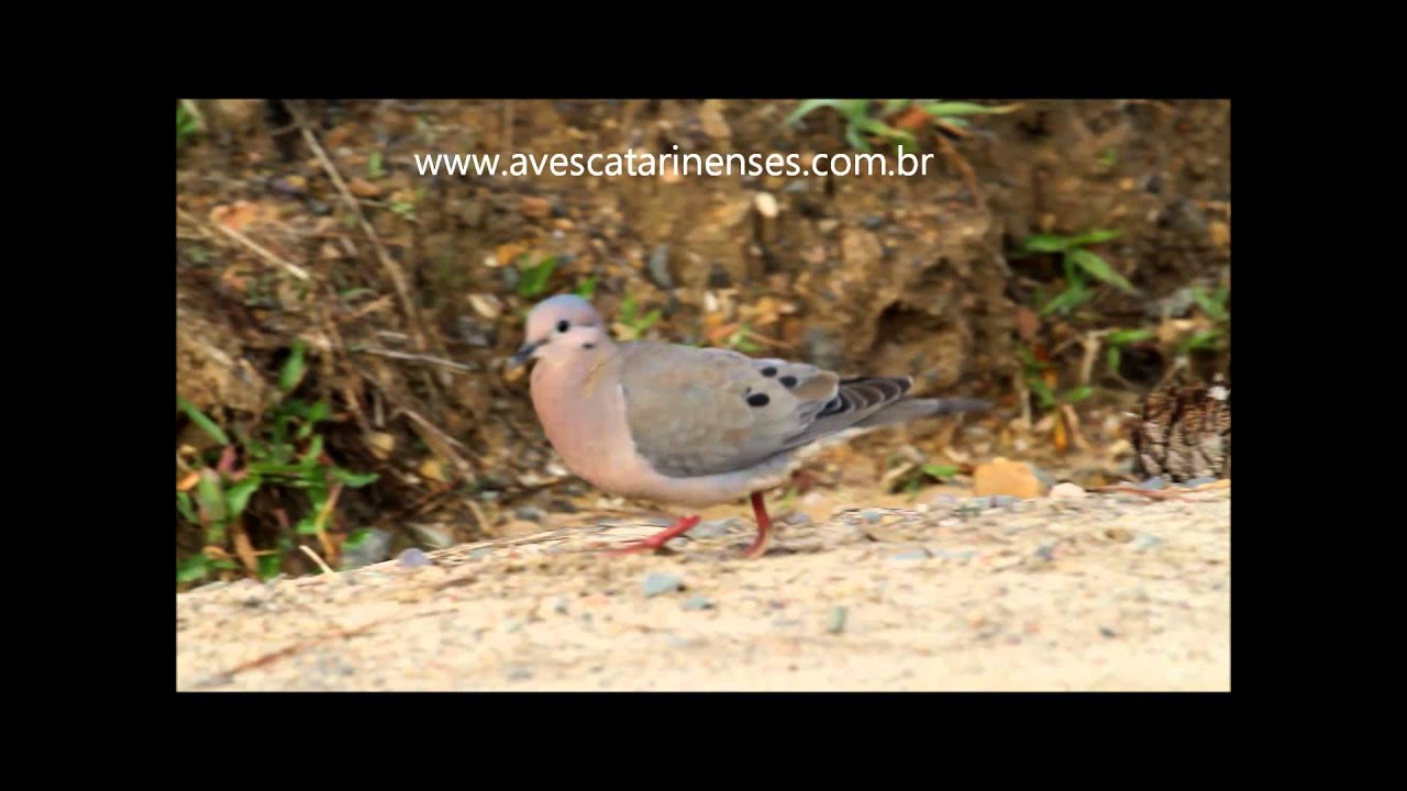 Pomba-de-bando MVI_1.4.1.2834 - YouTube