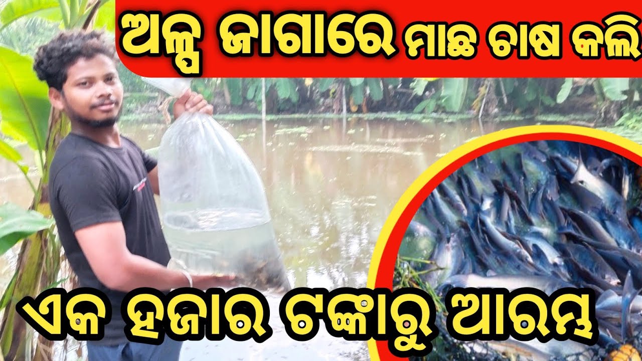 ଅଳ୍ପ ଜାଗାରେ ମାଛ ଚାଷ ଆରମ୍ଭ କଲୁ 😍 || We Started Fish Farming in a Small ...