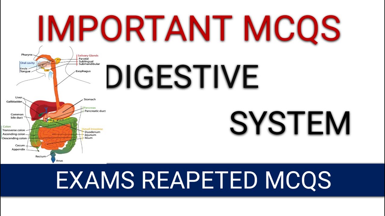 DIGESTIVE SYSTEM🤍 BASIC MCQS EXAMS REPEATED MCQS 👌BS NURSING - YouTube