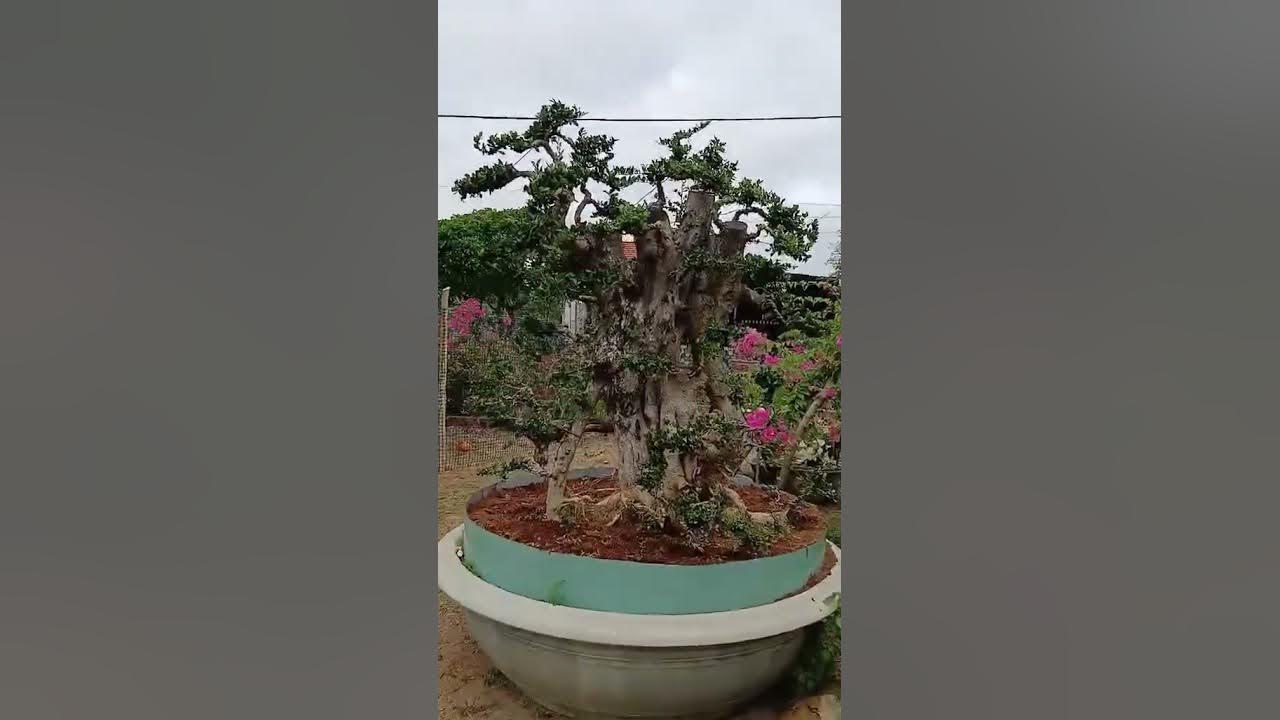 S779…..hoàng anh mộc thuần chậu lh 0339427970 Zalo - YouTube