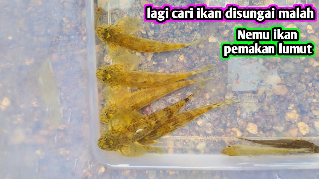 BUKAN IKAN SAPU SAPU.. IKAN SUNGAI INI MEMBERSIHKAN LUMUT DAN SISA ...