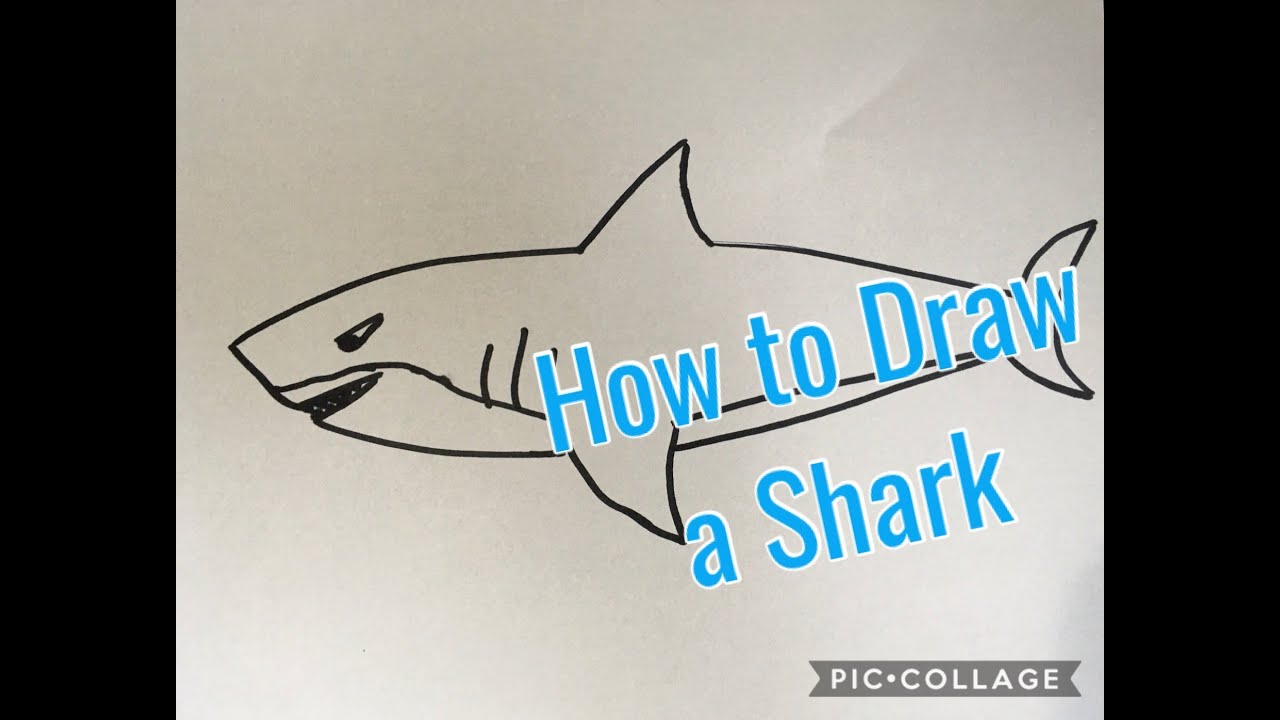 How to Draw a Shark - YouTube