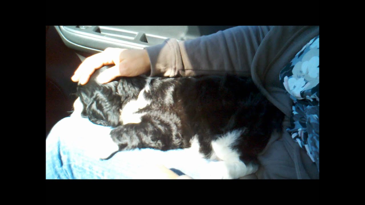 Bailey Version Two Point Oh! - YouTube