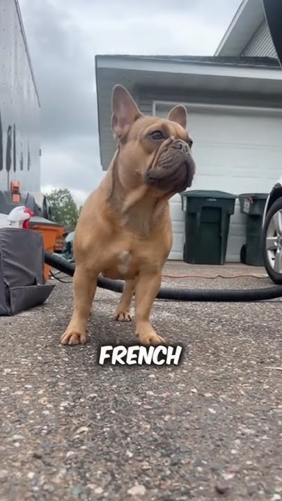 Introducing the French bulldog. #shorts - YouTube
