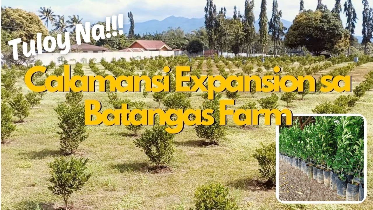 TULOY NA!!! Calamansi expansion in our Batangas Farm! - YouTube