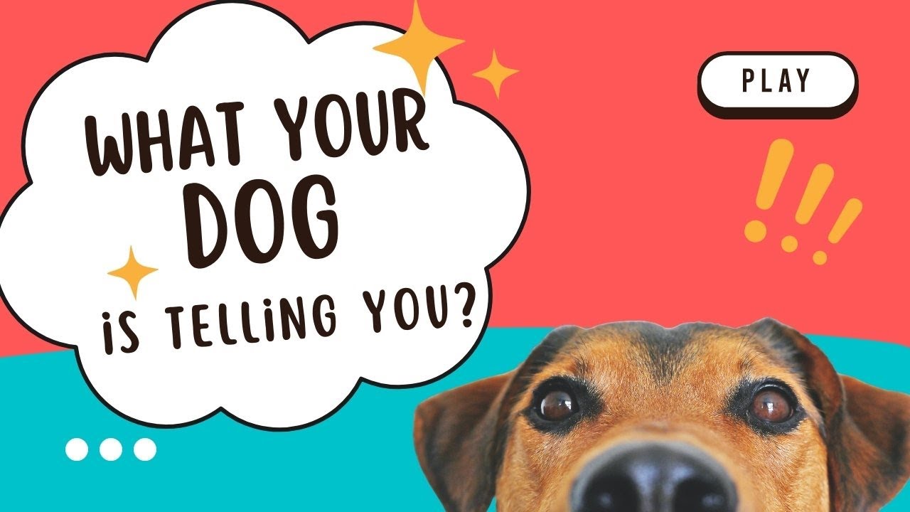 How to know what your dog is saying? | Does your dog loves you? - YouTube