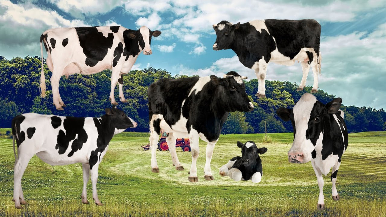 Cow Sound Animal in the farm and barn - YouTube