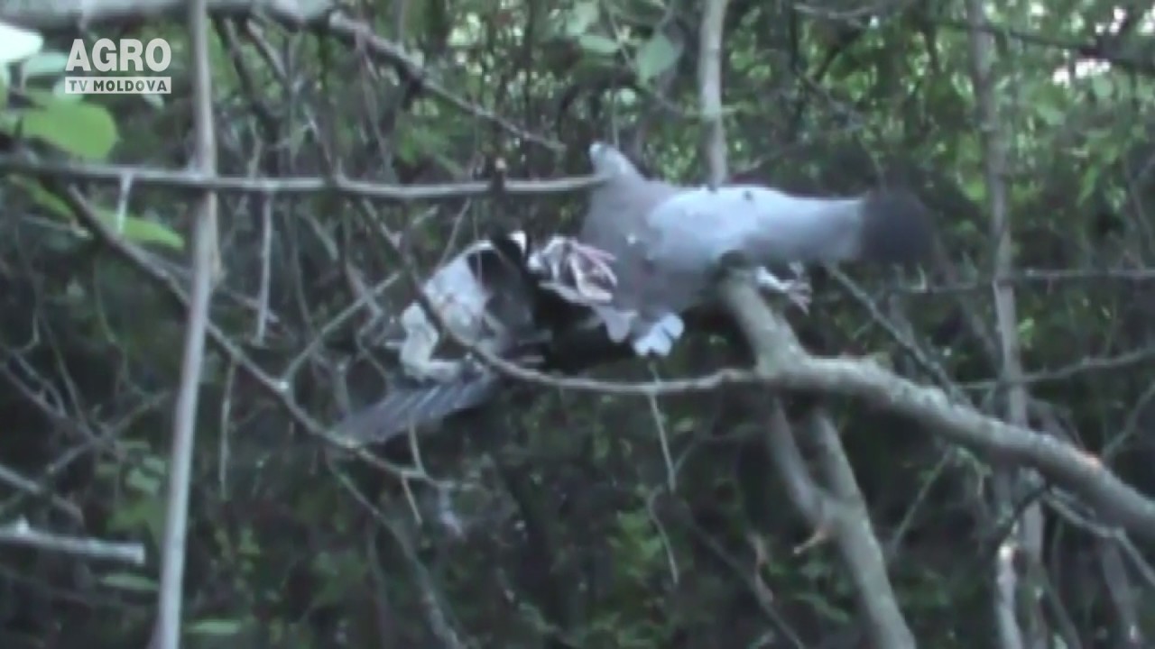 Braconier reţinut în flagrant delict la vânătoare - YouTube