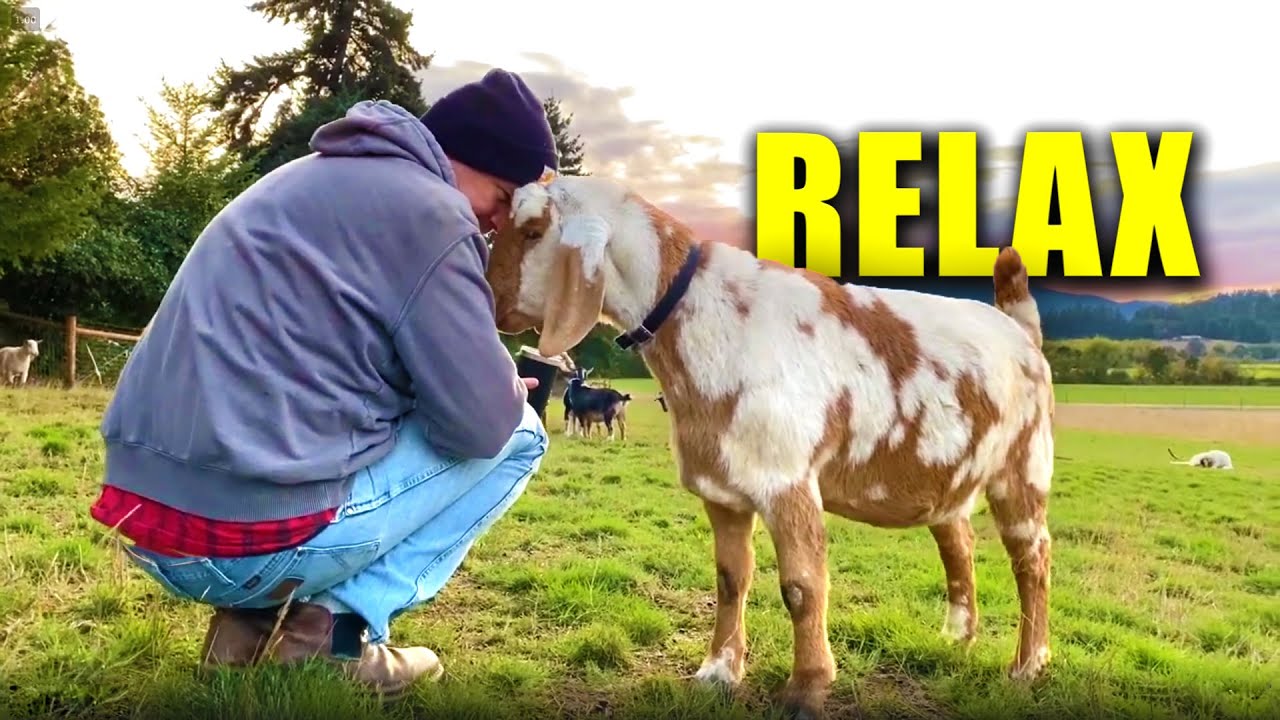 Relax At No Regrets Farm | Best Relaxation Place - YouTube