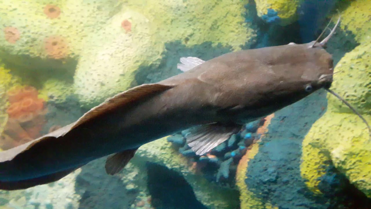 Fish world - YouTube