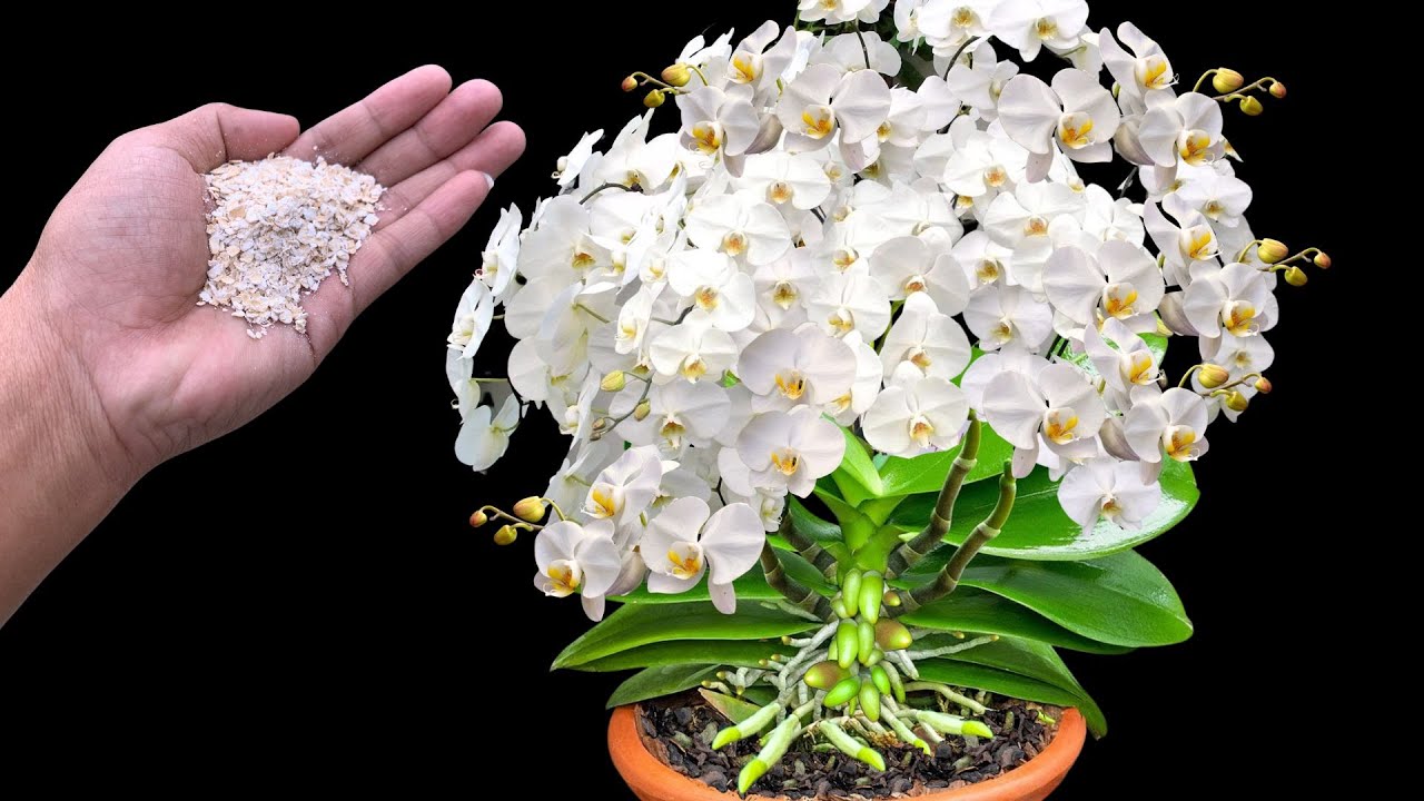 Magic tip! Orchids simultaneously took root and bloomed many brilliant ...