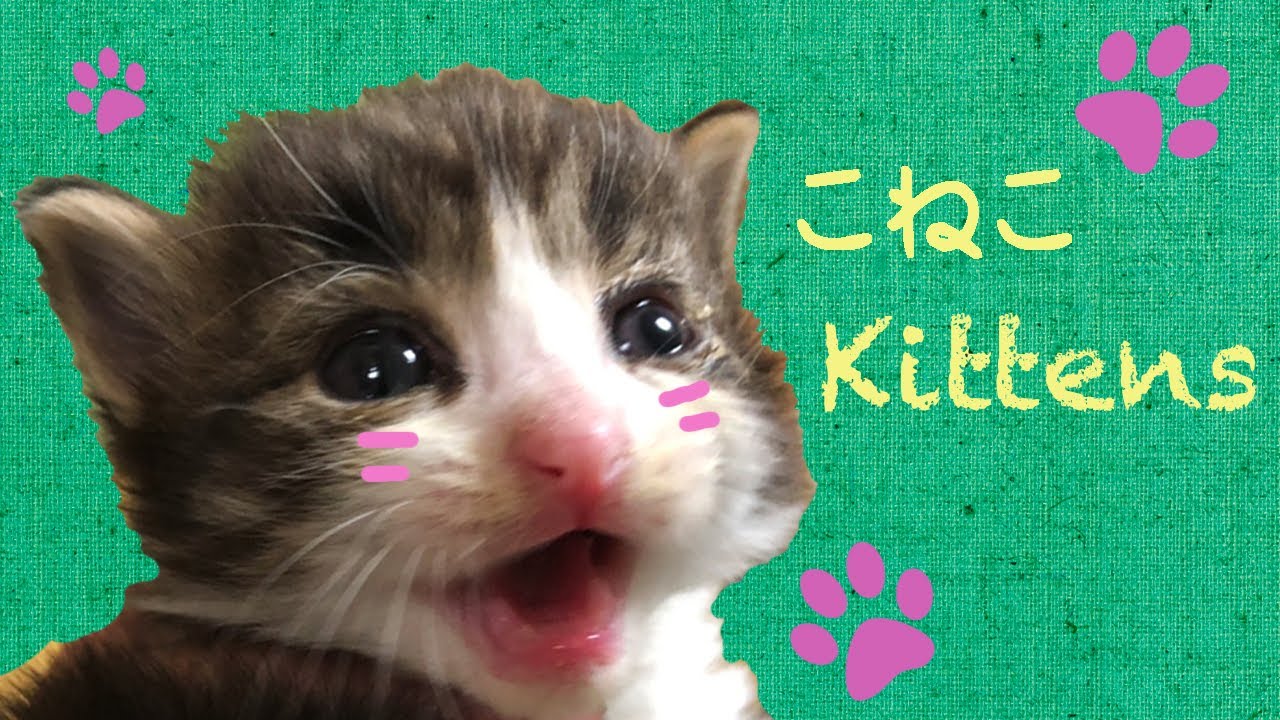 子猫ライブカメラ🐱kitten live stream🐱ノルウェージャンとチンチラ🐱 - YouTube