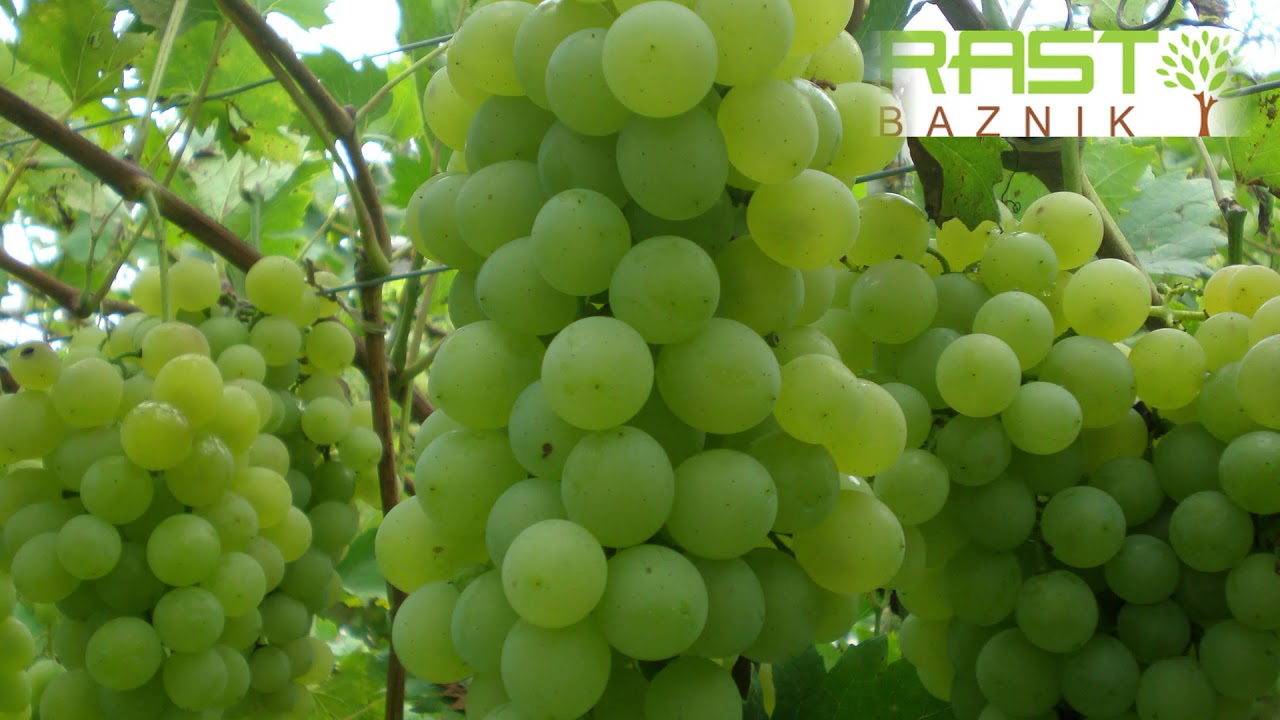 Otporno stolno grožđe u Rast Baznik Rasadnik vinove loze Web stranica ...