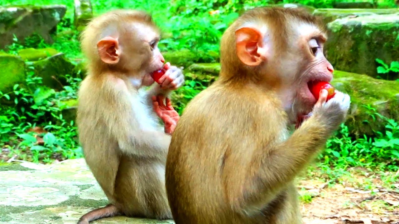 Lovely baby monkey! cutie baby Binky & Winky enjoy eating fruits from ...