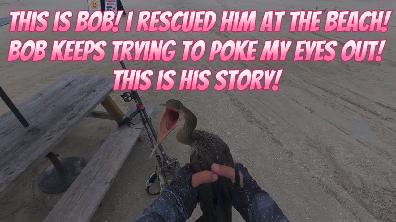 MEET BOB! HE WOULD HAVE BEEN CRAB FOOD IF I DIDN’T RESCUE HIM! THIS IS ...