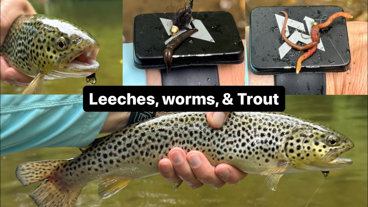 Leeches, worms and matching the fly - YouTube