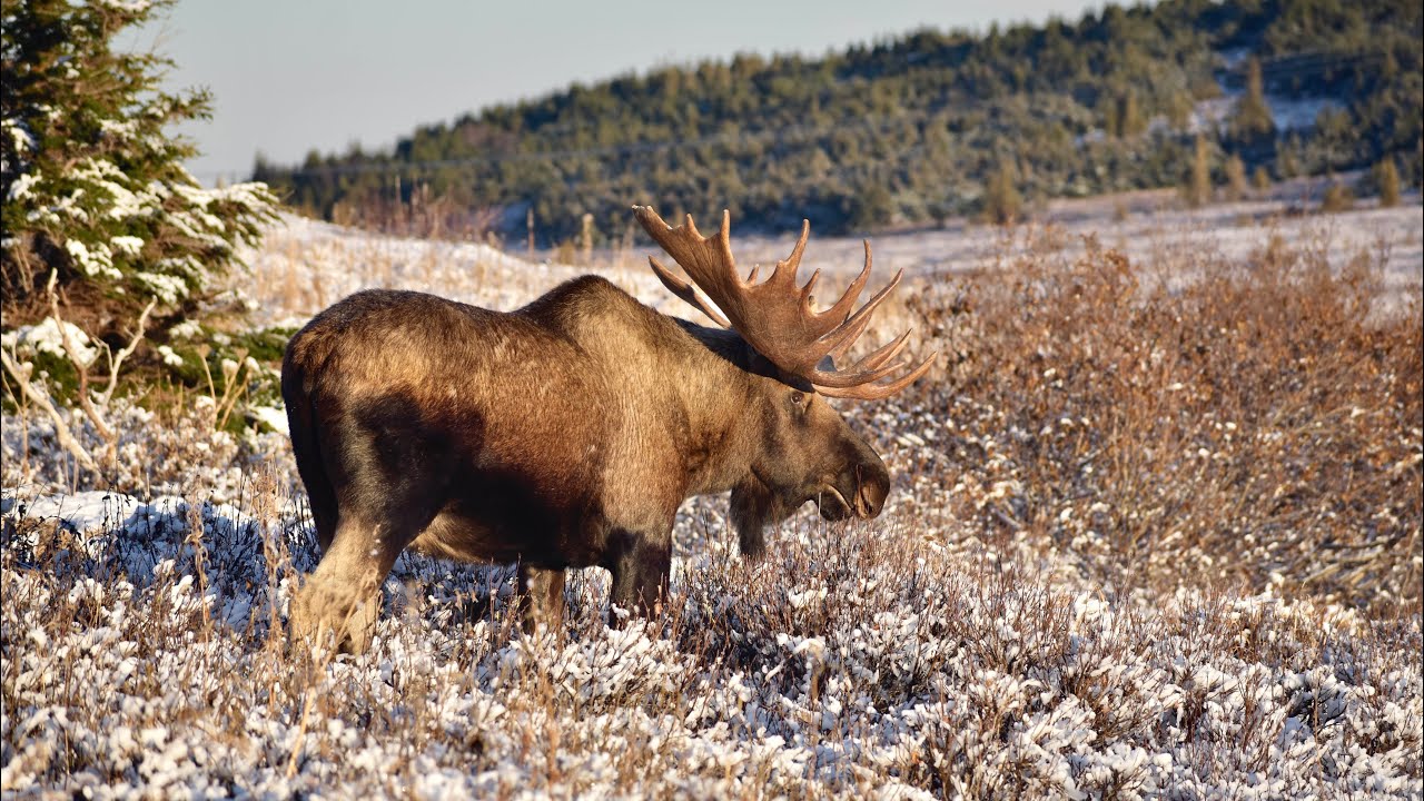 Arctic Moose In Snow Arctic Moose In Snow