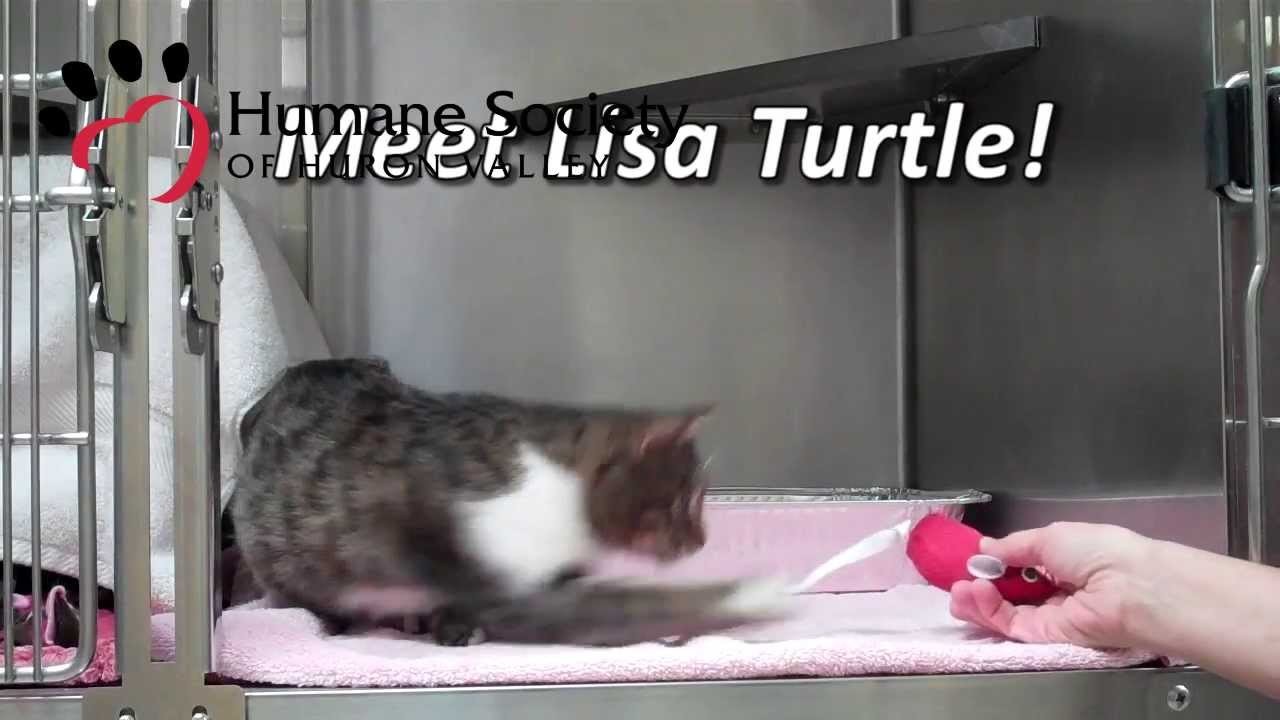Meet happy Lisa Turtle - YouTube