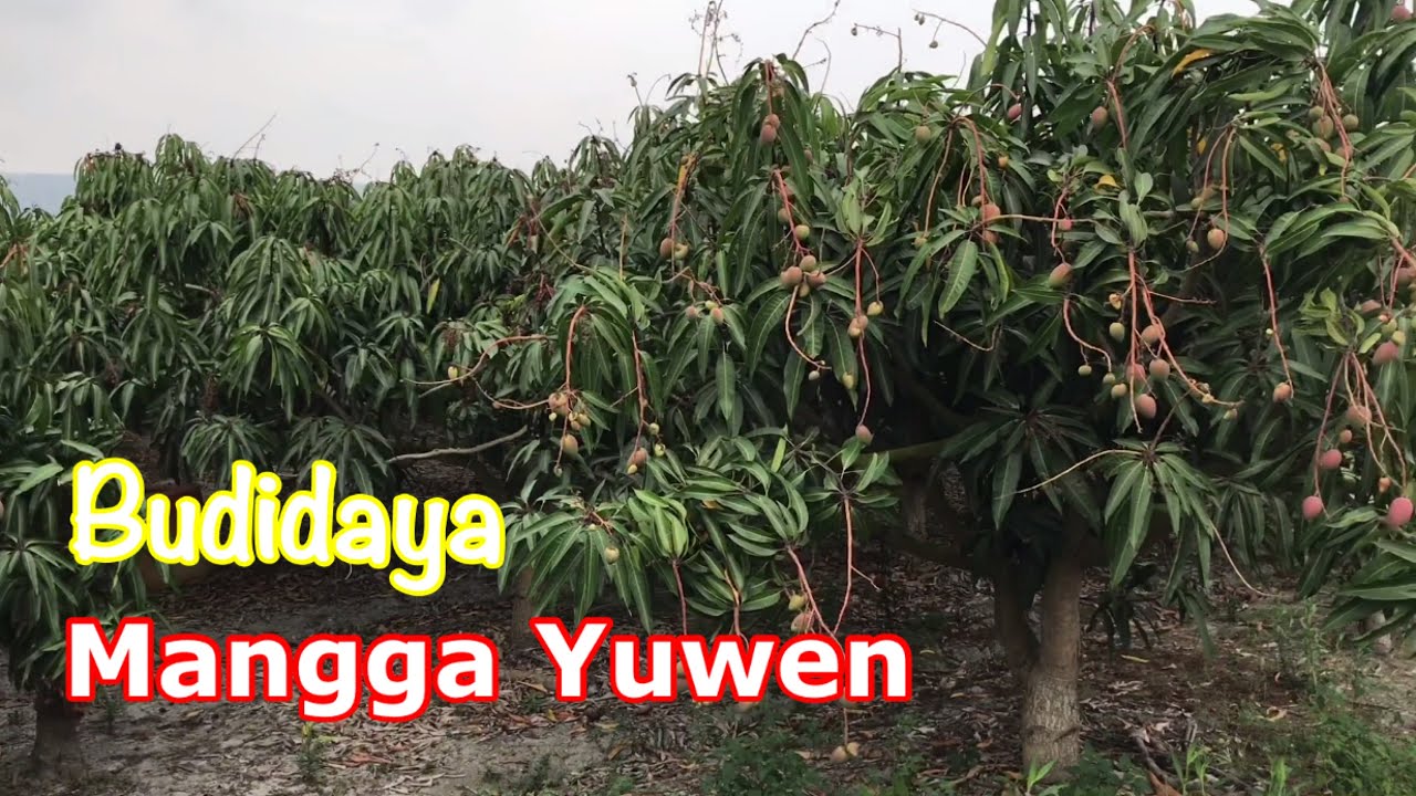 Cara budidaya mangga yuwen - YouTube