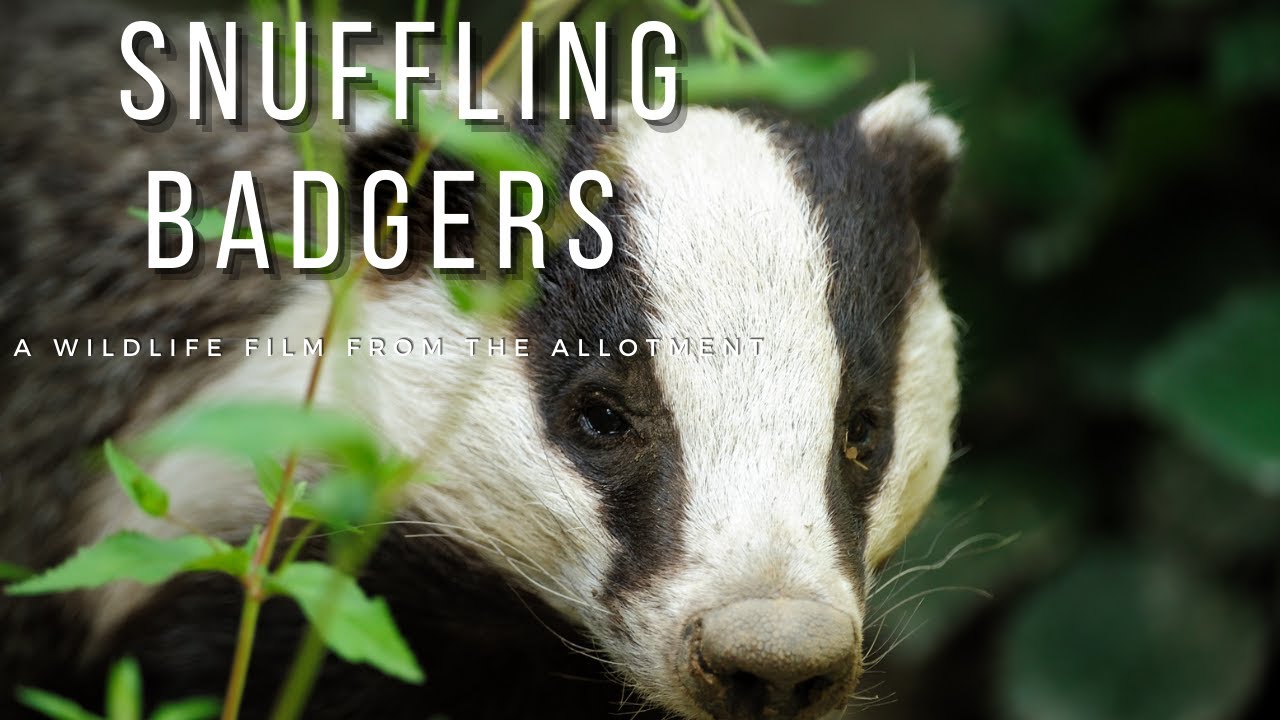 Snuffling and Screaming Badgers - YouTube