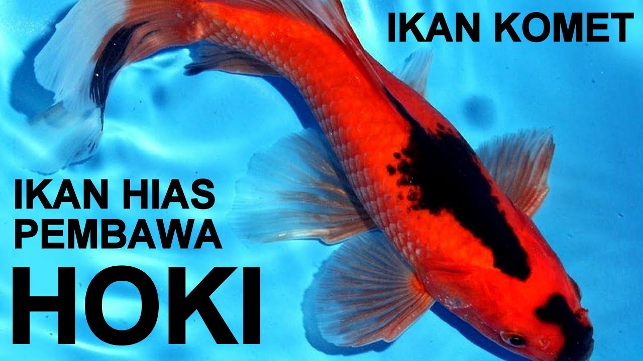 Ikan KOMET Si Ekor PANJANG Pembawa HOKI / Types Of Ornament Komet Fish ...