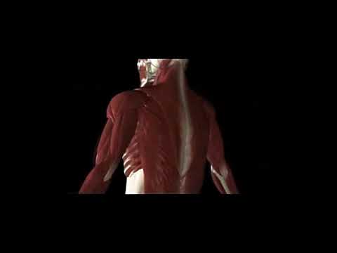 POSIÇÃO ANATÔMICA OU ORTOSTÁTICA - YouTube